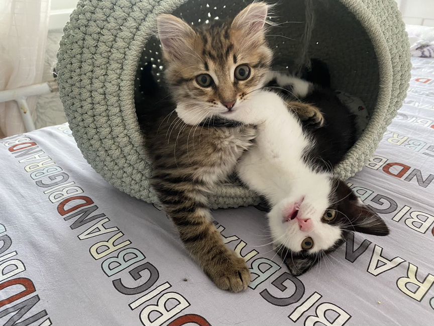 Котята Креветка и Тигра