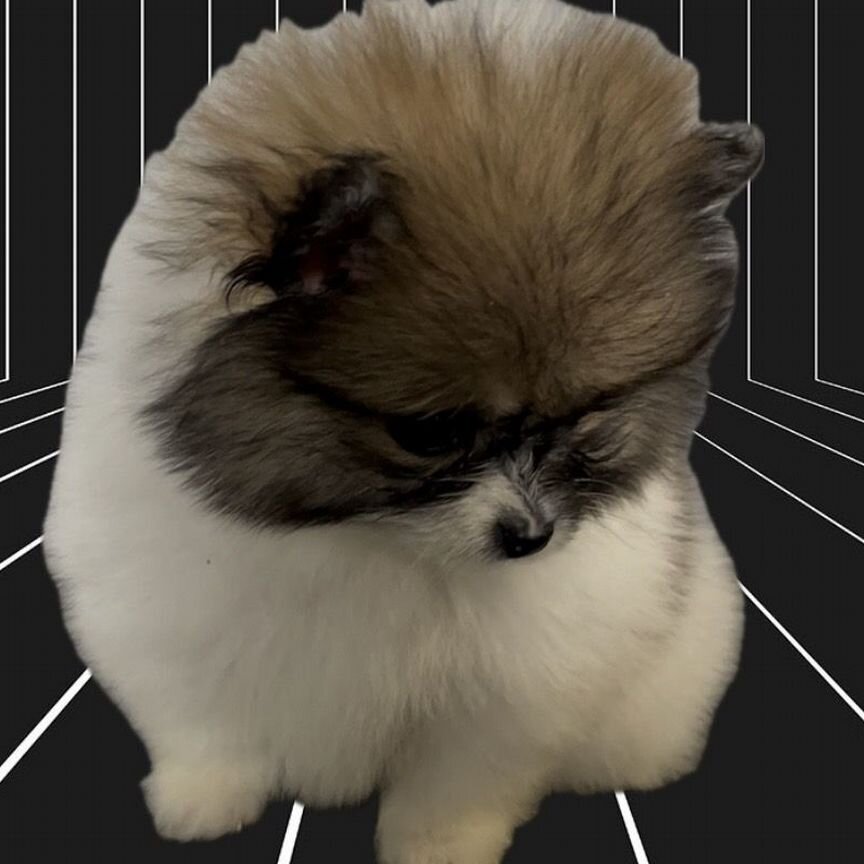 Померанский шпиц, щенок