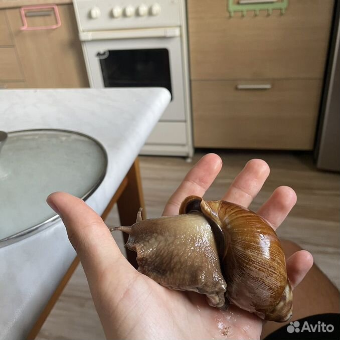 Улитка ахотина в добрые руки