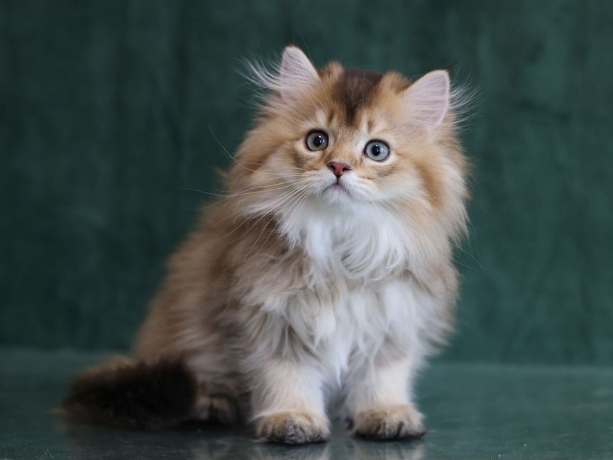 Британские котята