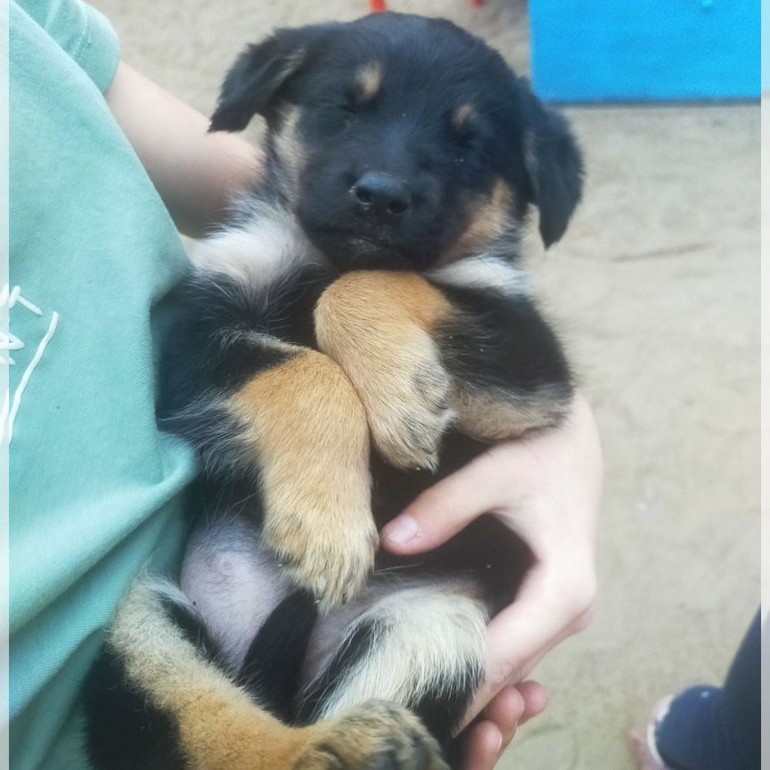 Щенок в добрые руки