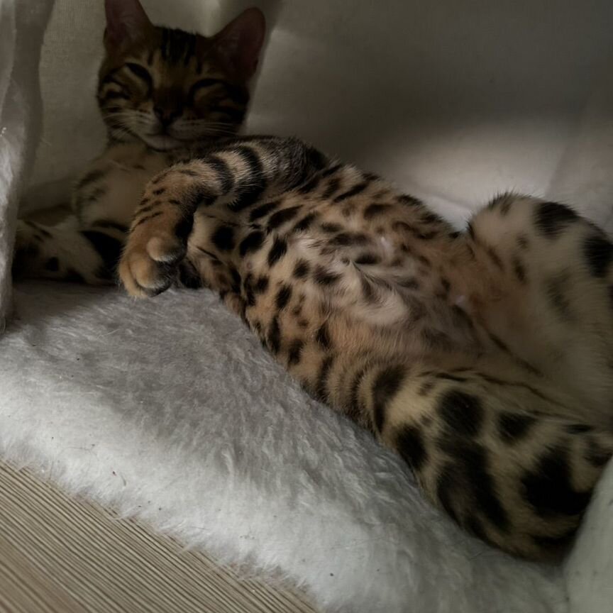 Бенгальская кошка