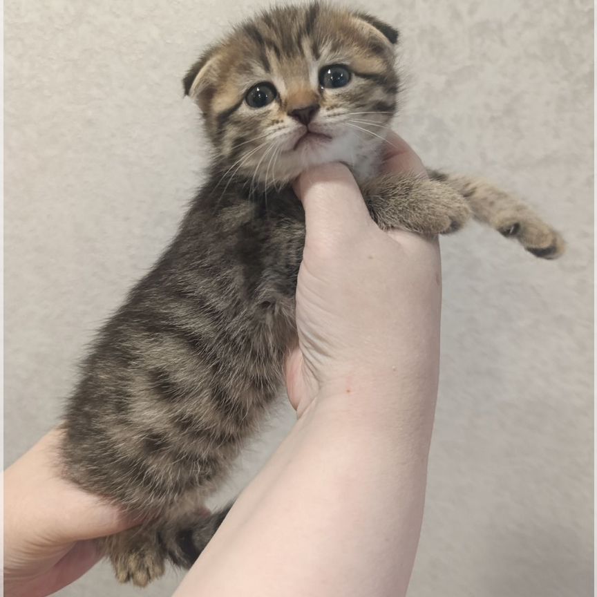 Шотландские котята
