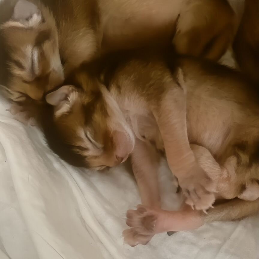 Абиссинский котёнок