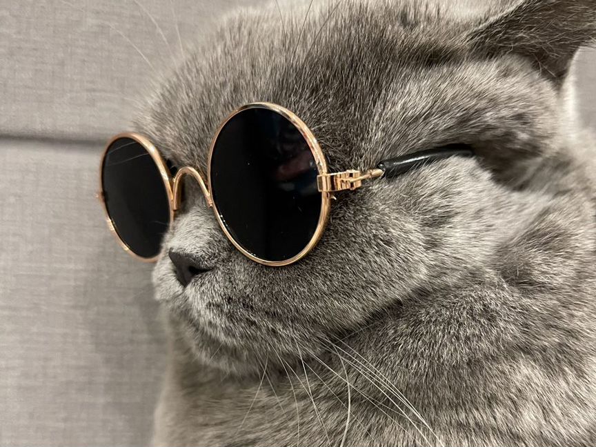 Очки для кошек и собак