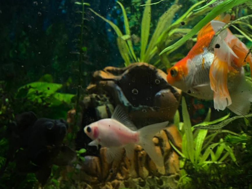 Комета платиновая рыбка (белая)