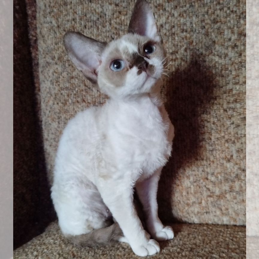 Девон-рекс котёнок