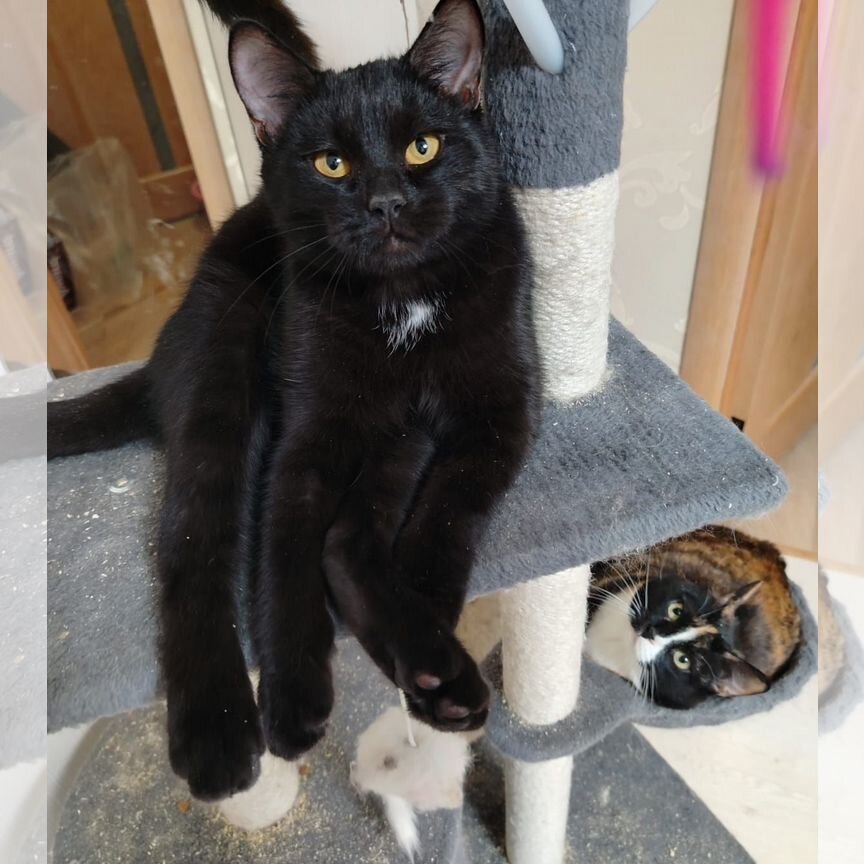 Майкл ищет дом