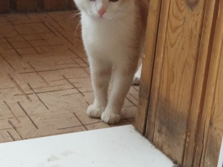 Обалденно красивый бело-персиковый котик