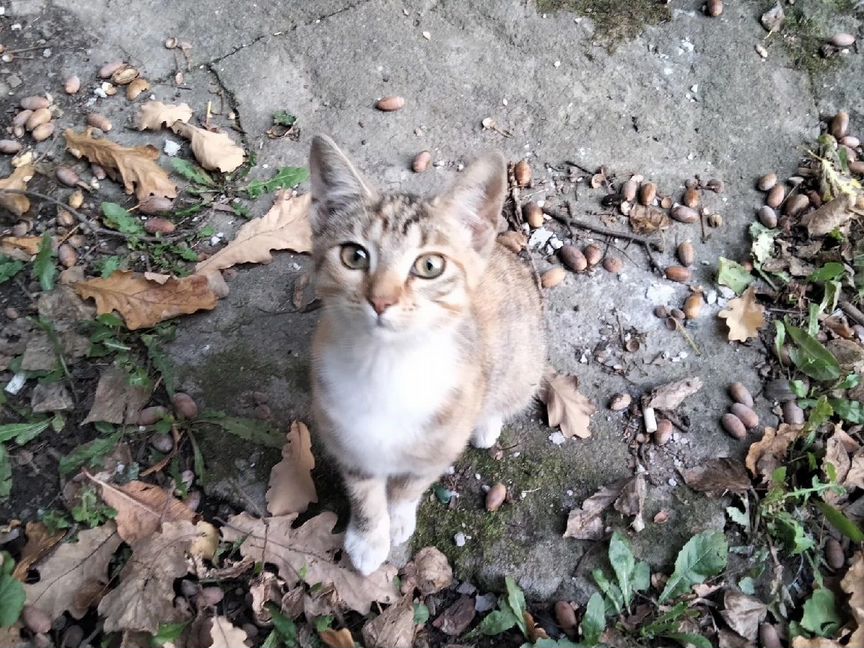 Маленькая кошечка