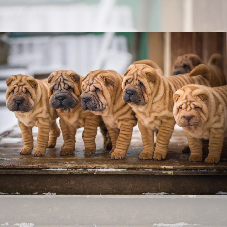 Шарпей, щенок