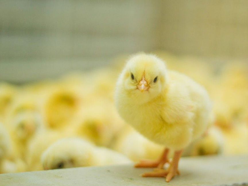 Цыплята бройлеры суточные кобб 500