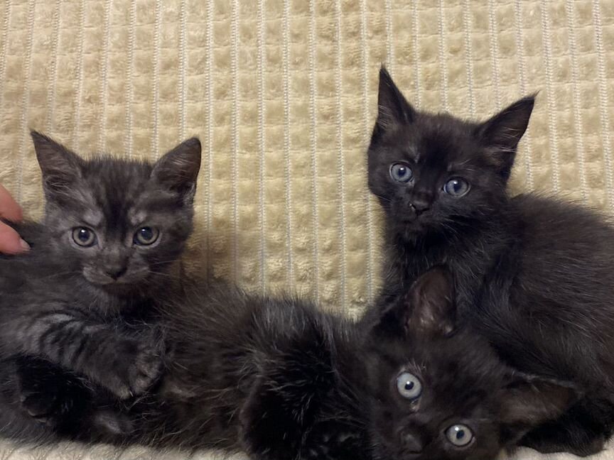 Котята