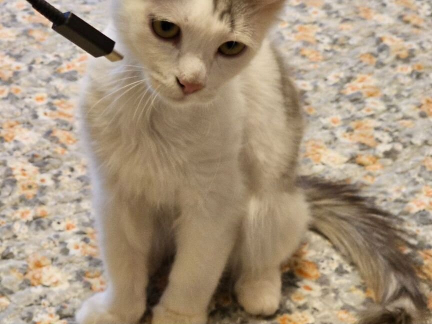 Котята мальчики хорошим людям
