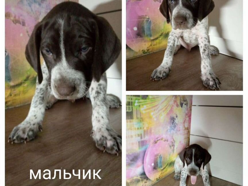 Щенки курцхаара