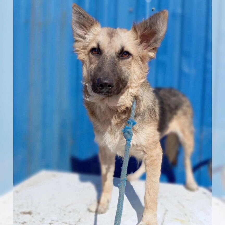 Халва в добрые руки