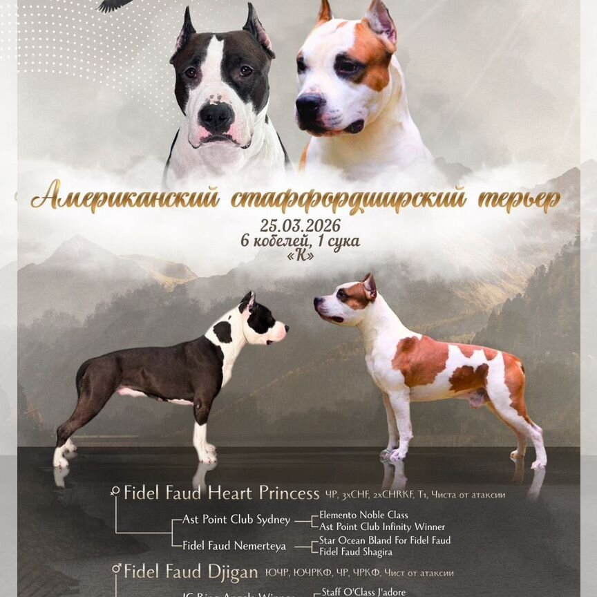 Американский стаффордширский терьер, щенок