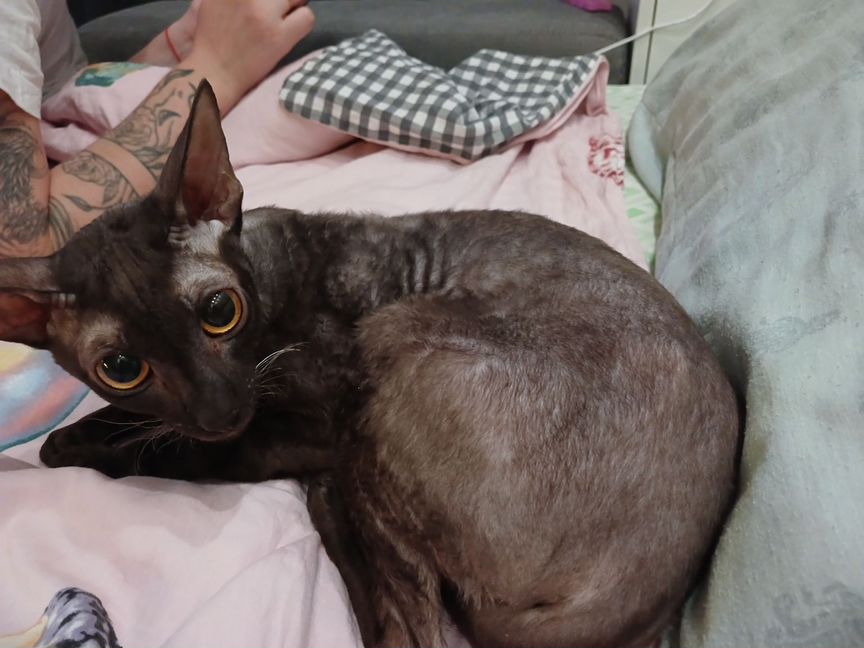 Корниш-рекс кошка