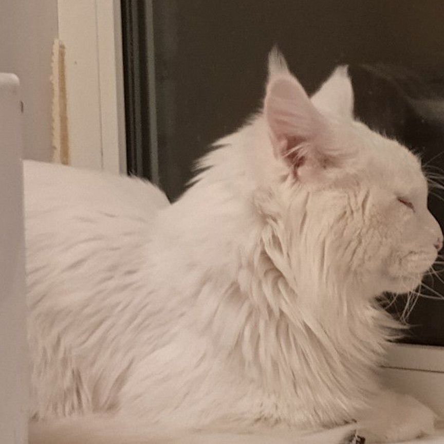 Мейн-кун, взрослый кот