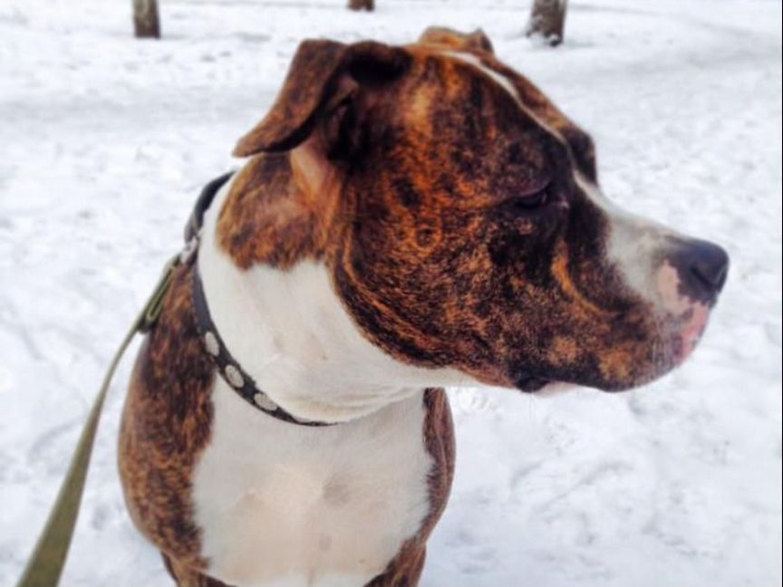 Стаффордширский терьер в добрые руки