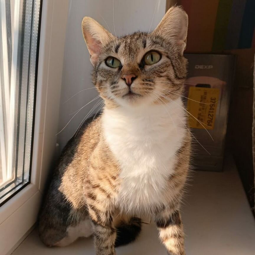 Кошечке без лапы ищем дом