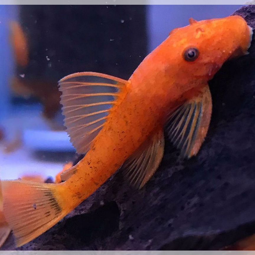 Анциструс вуалевый