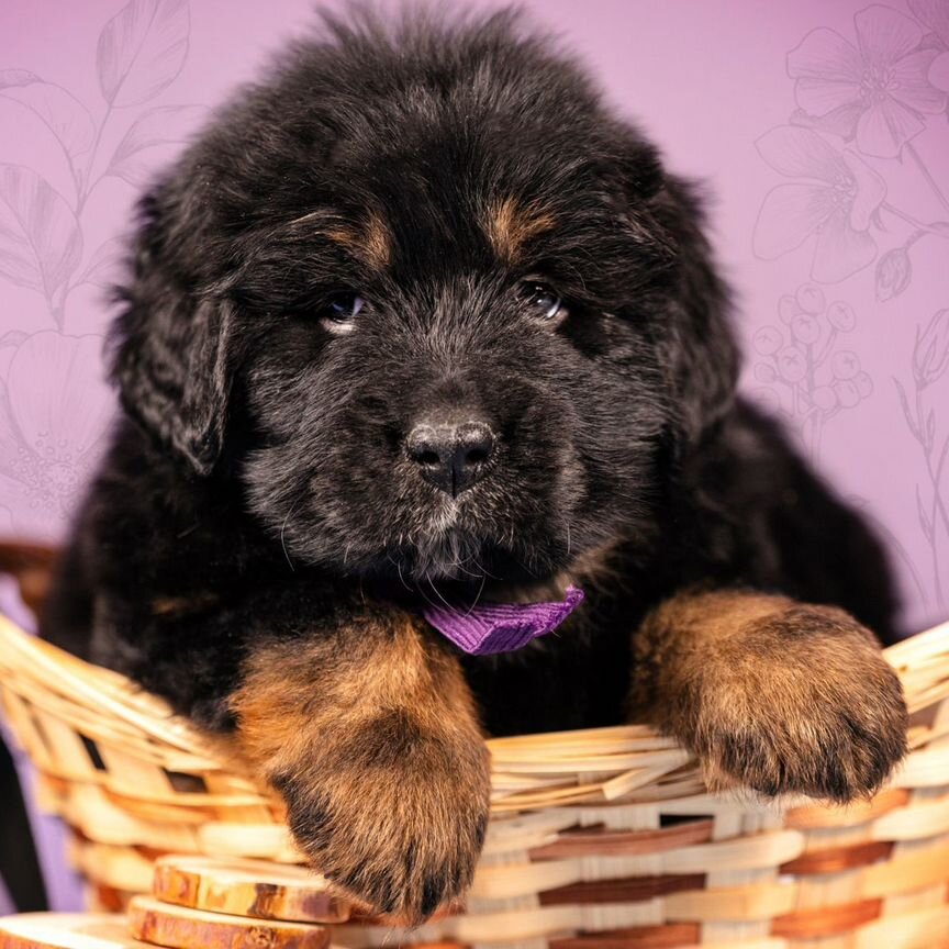 Тибетский мастиф, щенок