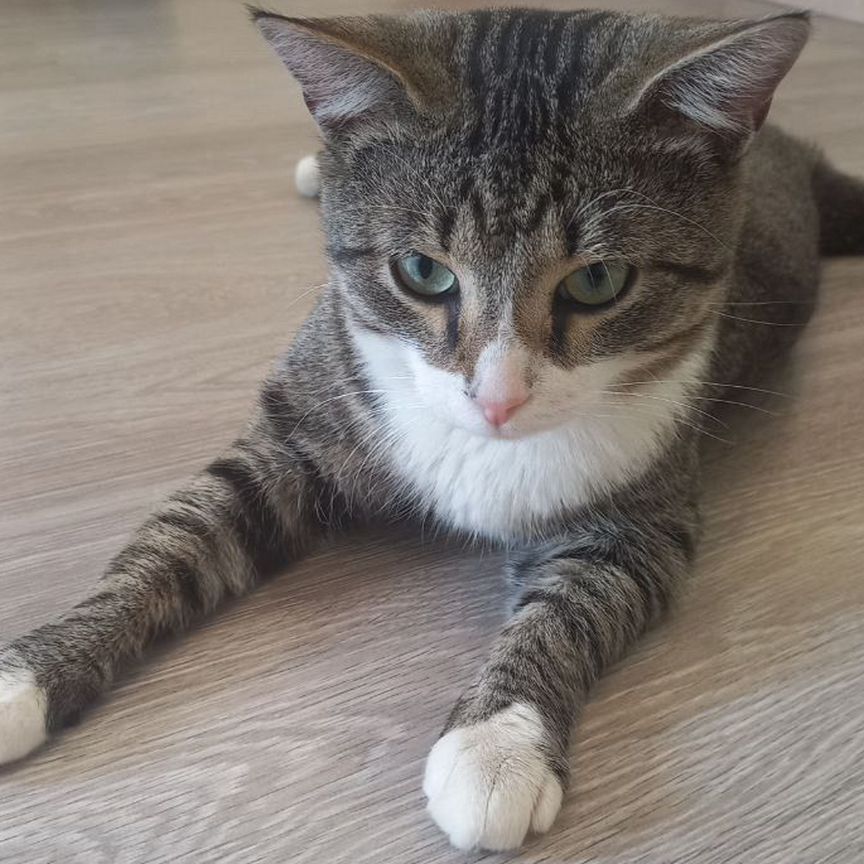 Котик в добрые руки