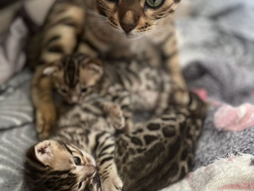 Бенгальские котята