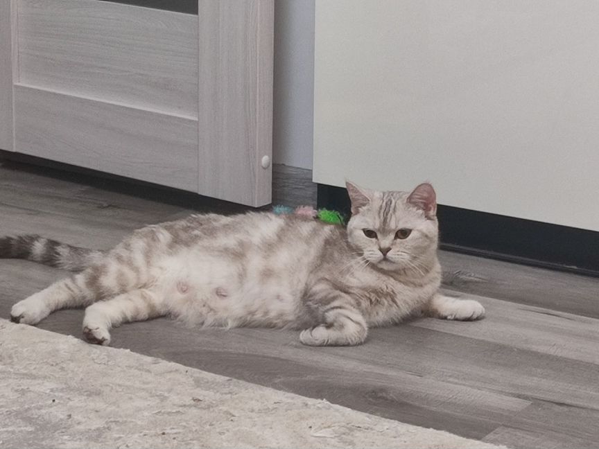 Молодая кошка