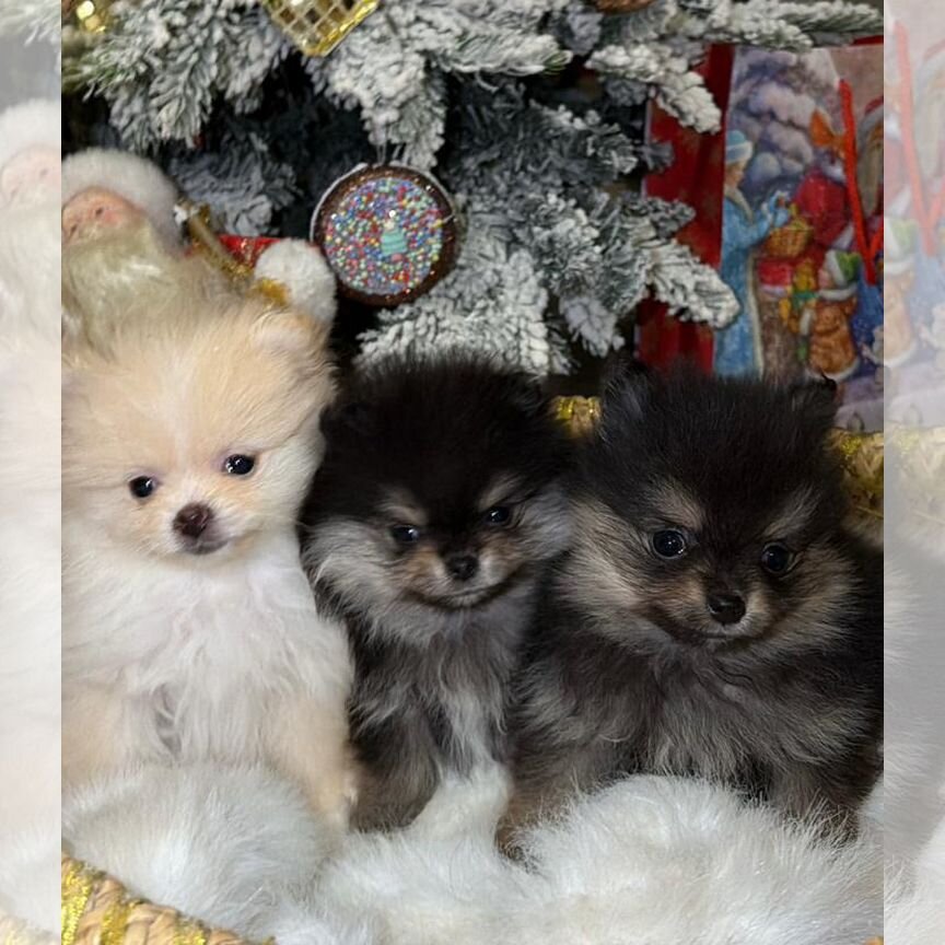 Померанский шпиц, щенок