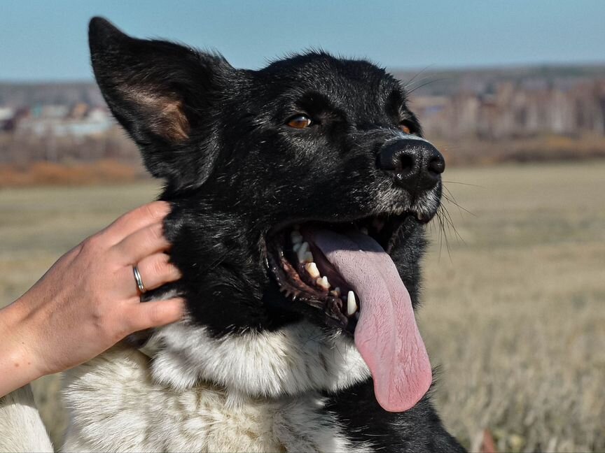 Собака Микки ищет семью