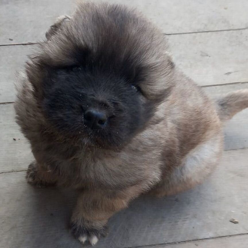 Кавказская овчарка, щенок