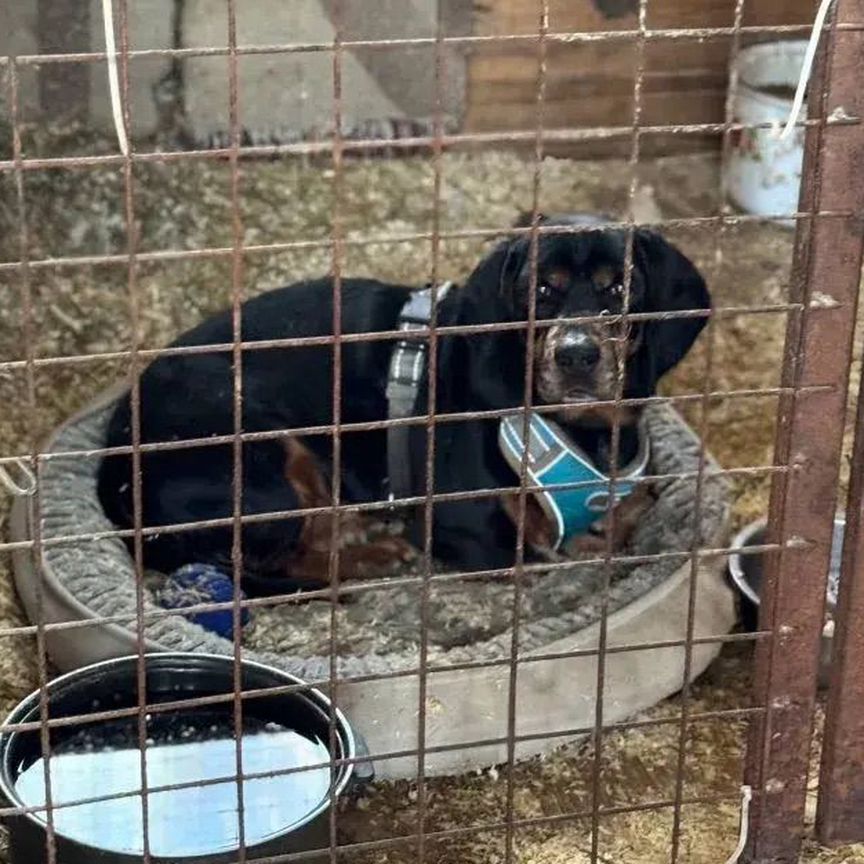 Такса, взрослый пёс