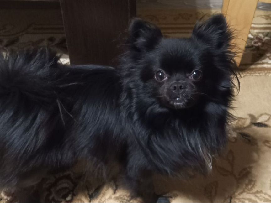 Помчи (вязка)