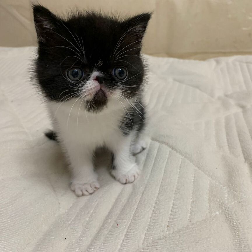 Котики экзотики