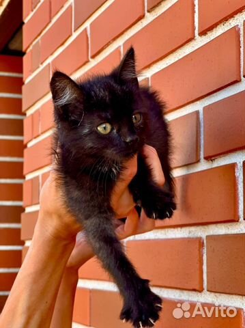 Котята, отдам в надежные руки