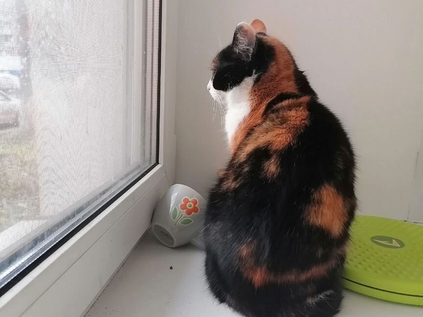 Кошечка
