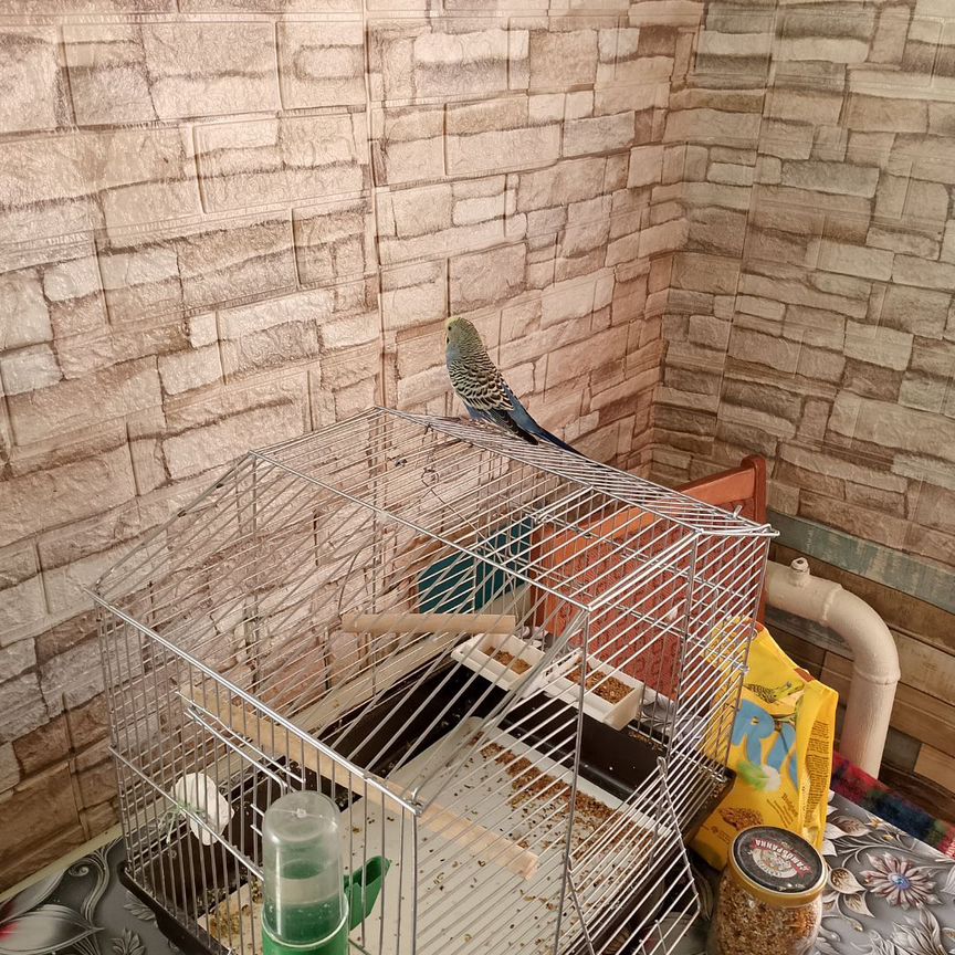 Родам попугая маладой с клеткой