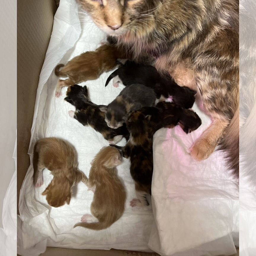 Мейн-кун котёнок