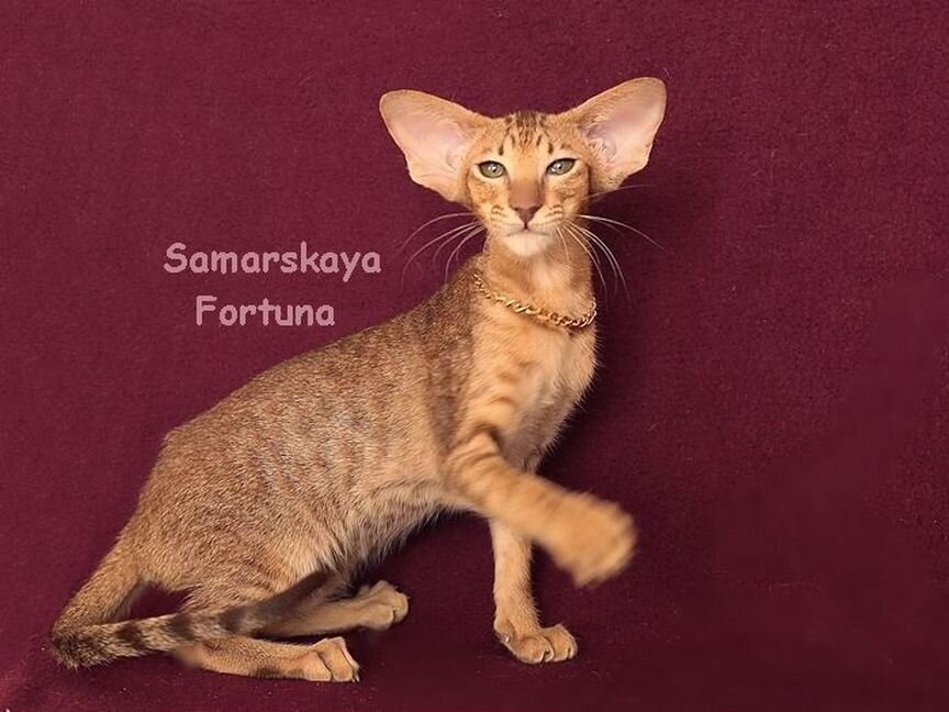 Ориентальные котята из питомника