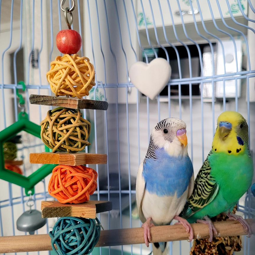 Попугаи сладкая парочка