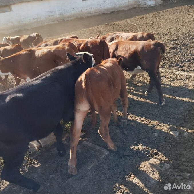 Телята телки