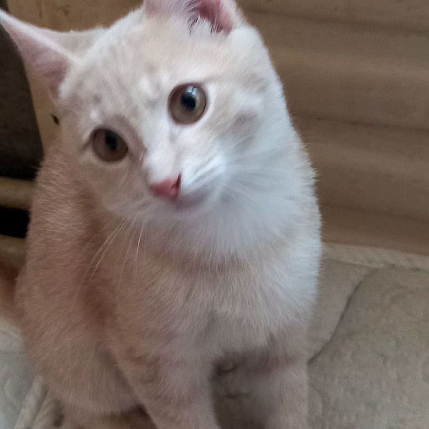 Мальчик Персик 5 месяцев мудрым людям