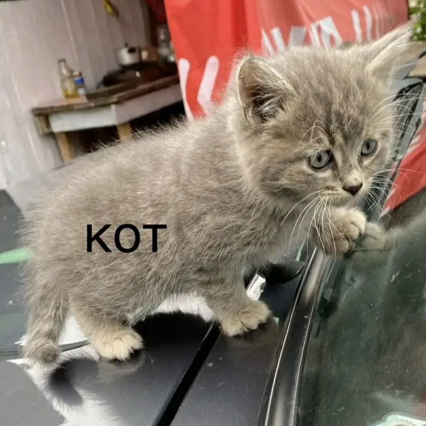 Котёнок в добрые руки