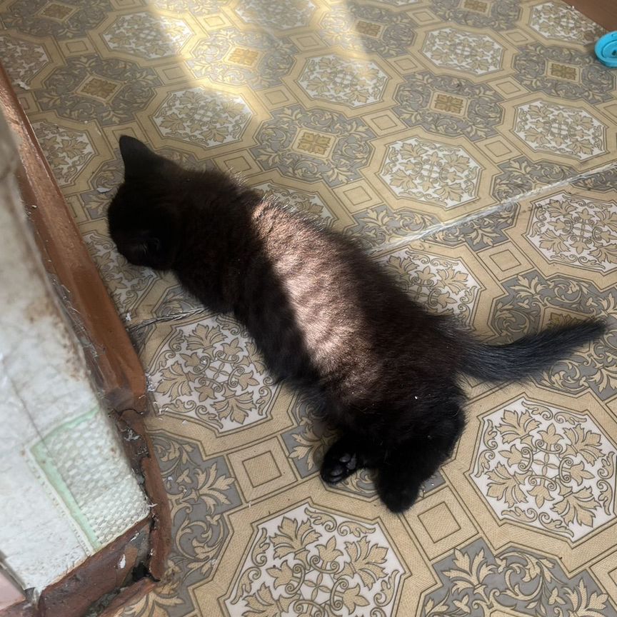 Продам котят британец