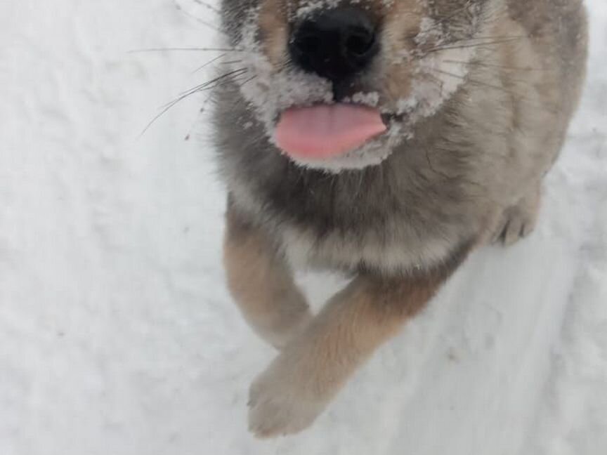 Чехословацкая волчья собака