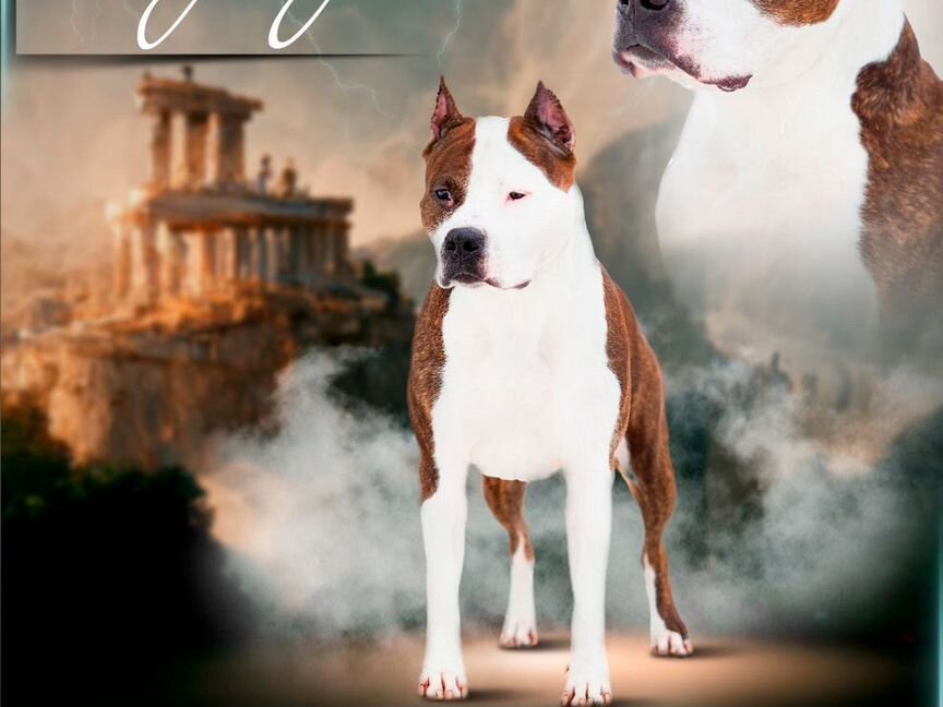 Стаффордширский терьер вязка