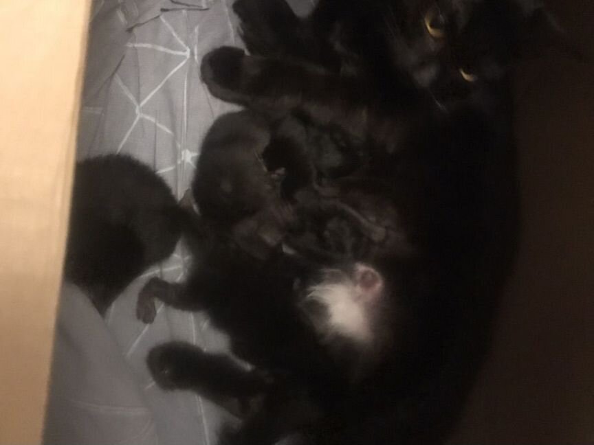 Котята отдам даром