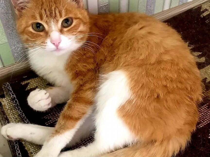 Кошечка около 1 года в добрые руки